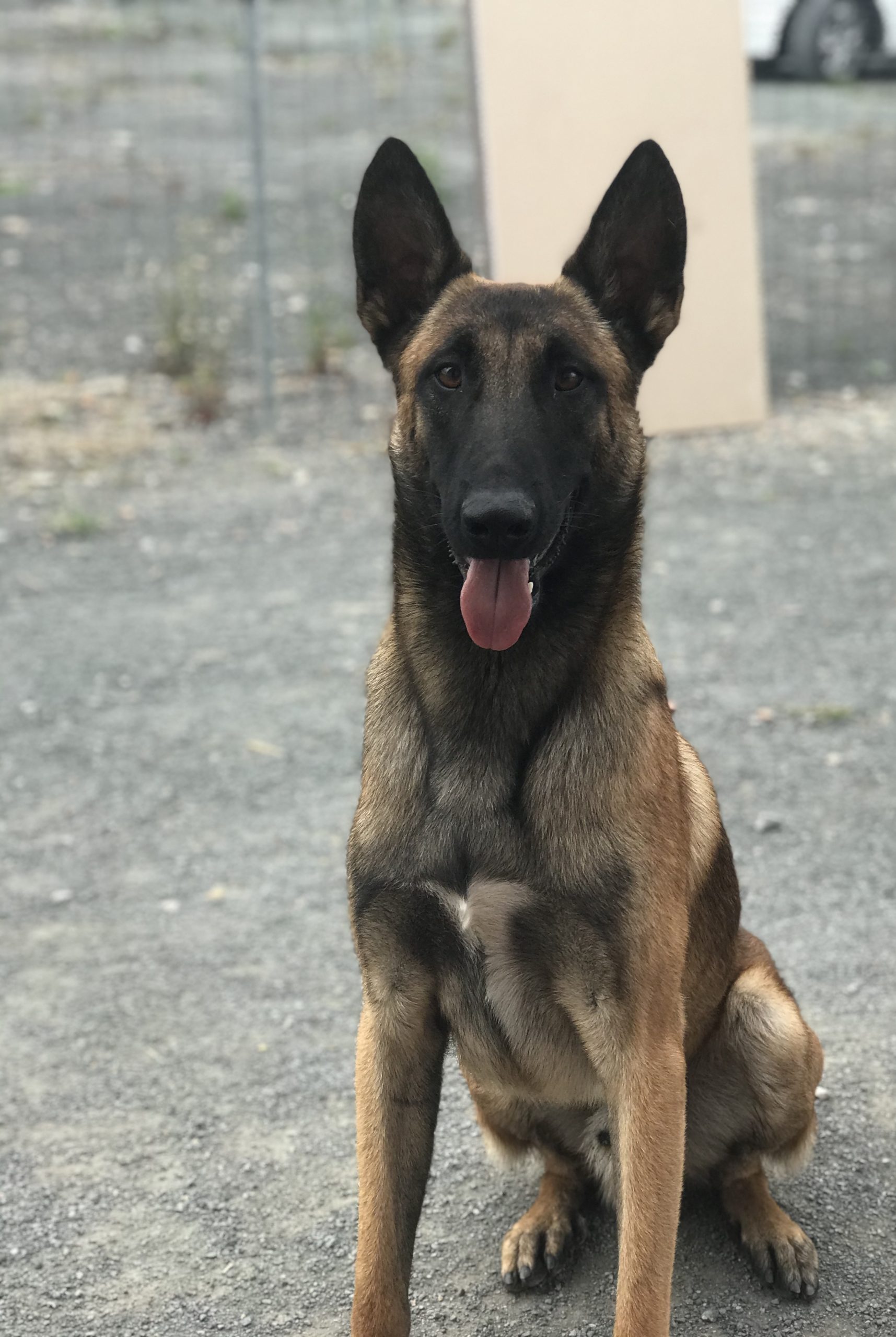 Pienso Pastor Belga Malinois