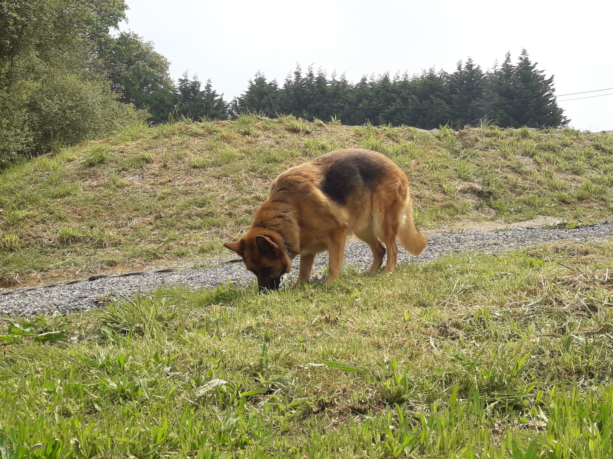 Coprofagia en perros
