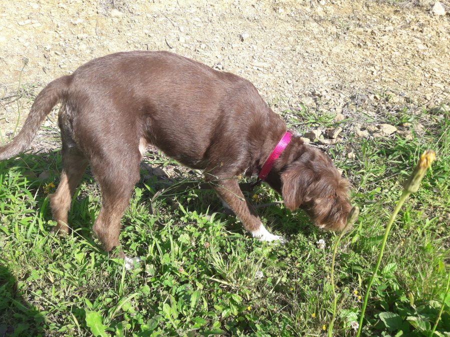 Coprofagia en perros