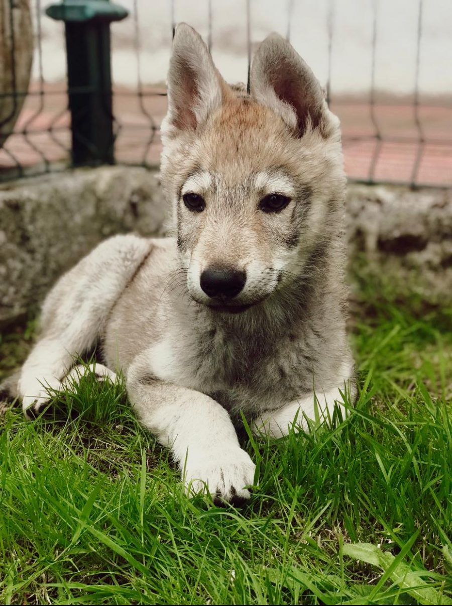 El Perro Lobo Checoslovaco. Origen y nutrición adecuada