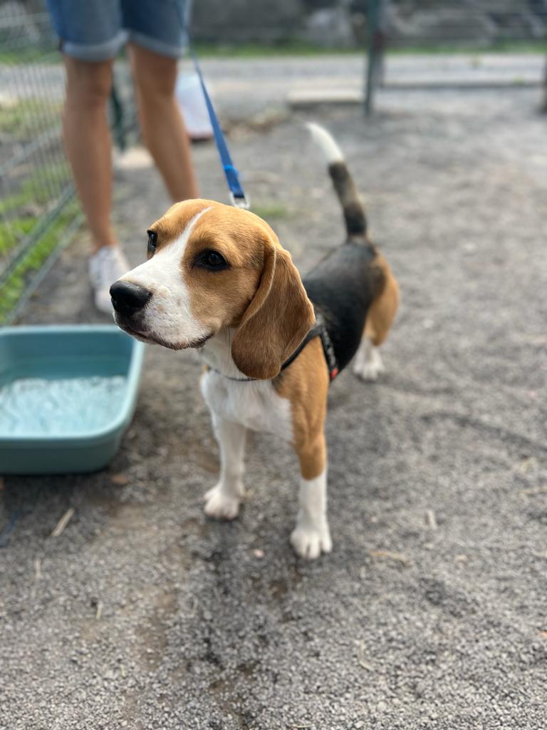 El Beagle. Origen, tipos, características y nutrición